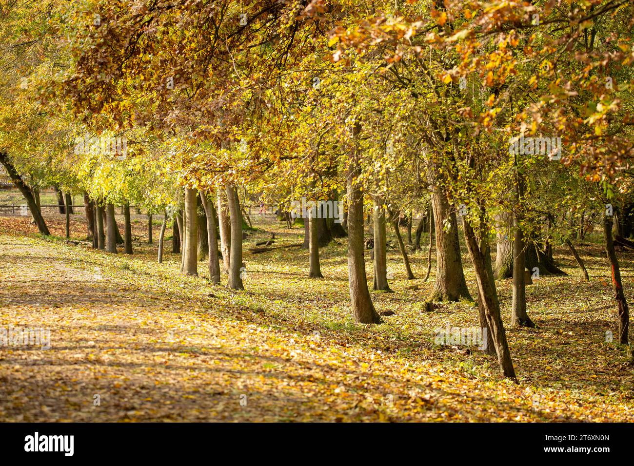 Autumn forest with beautiful leaf colouring Stock Photo - Alamy
