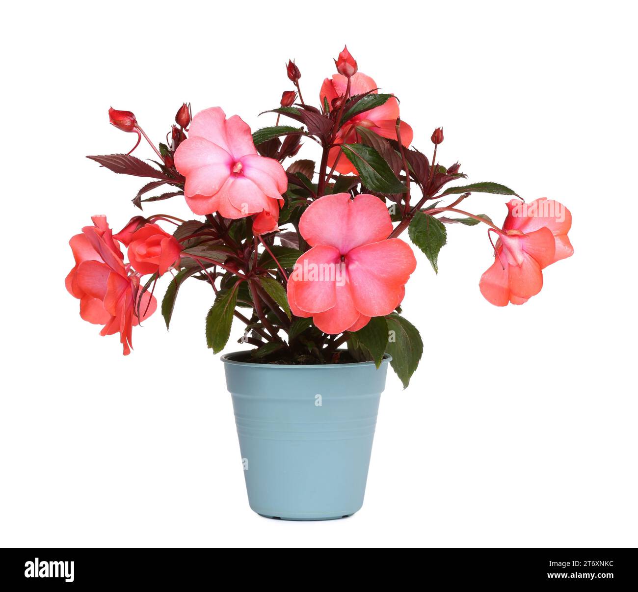 Impatiens flower in light blue pot isolated on white Stock Photo - Alamy