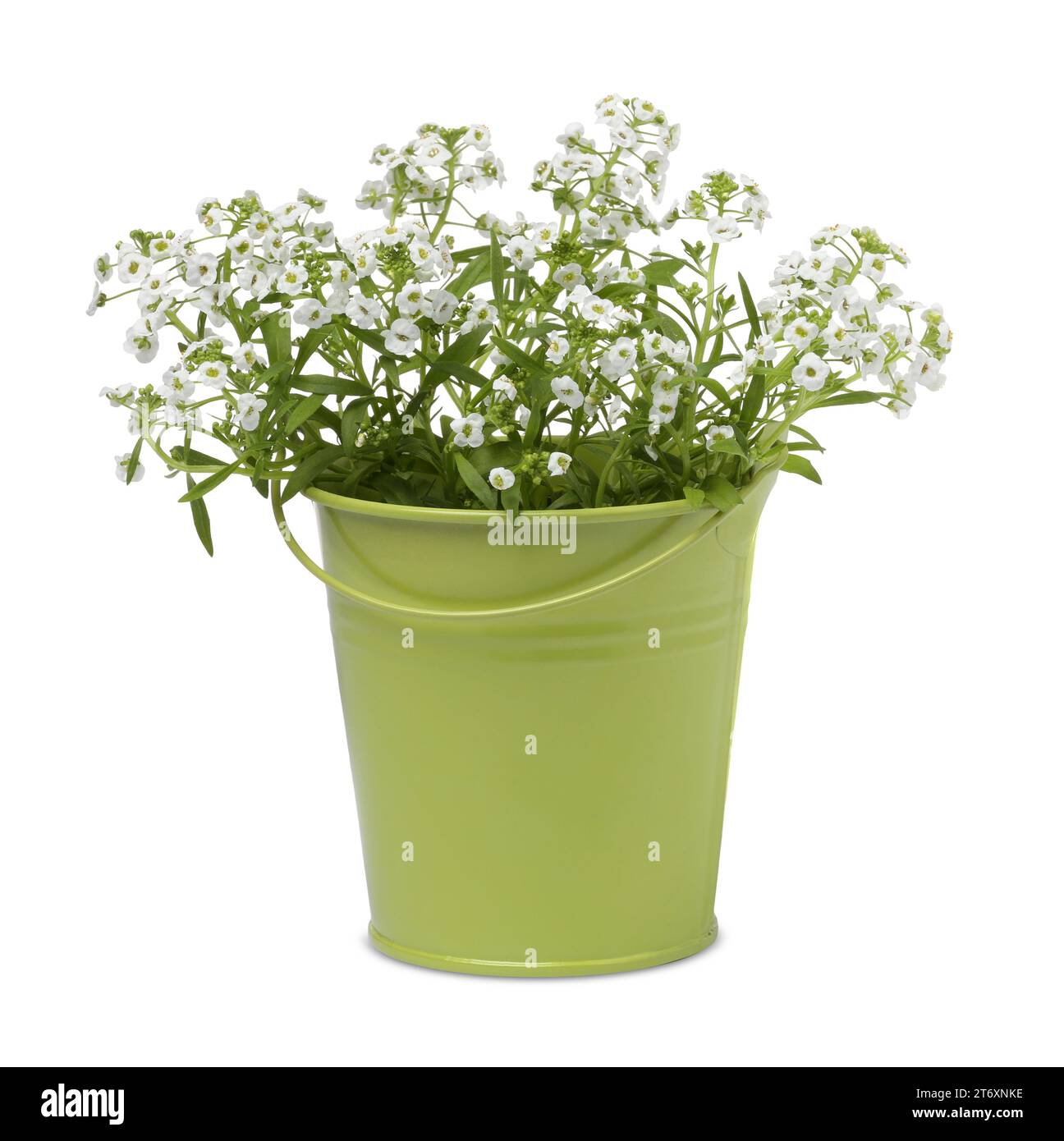 Gypsophila paniculata in green flower pot isolated on white Stock Photo ...
