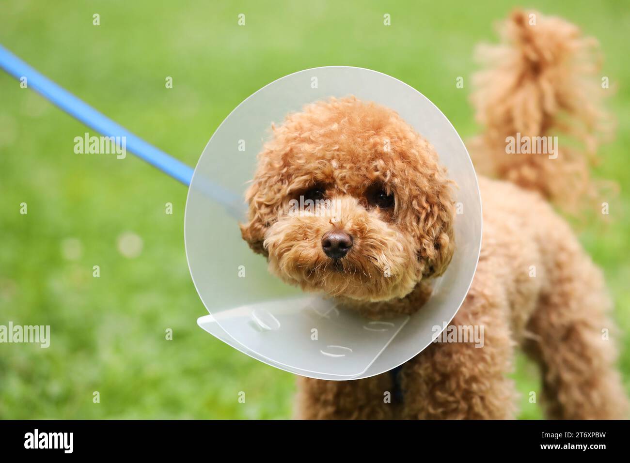 Cute Maltipoo dog wearing Elizabethan collar outdoors, closeup Stock ...