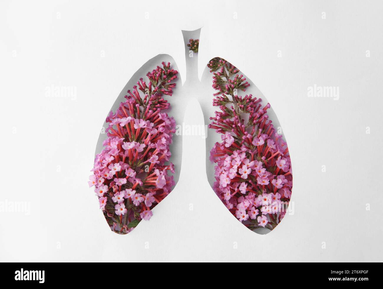 Human lungs shape hole in white paper with beautiful flowers, top view ...