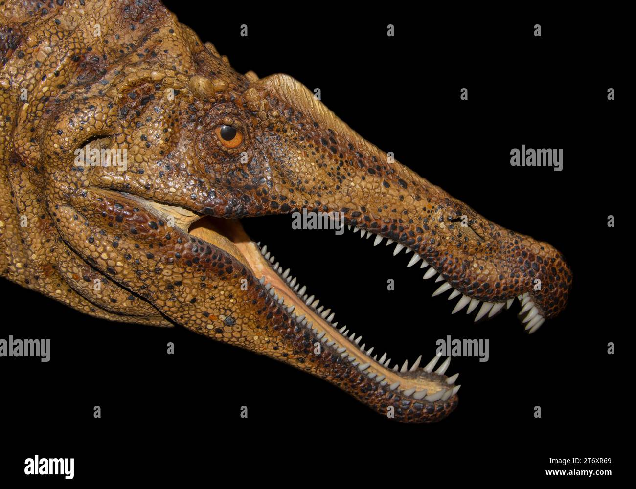 Suchomimus, a Spinosaur dinosaur of the Early Cretaceous Period from ...