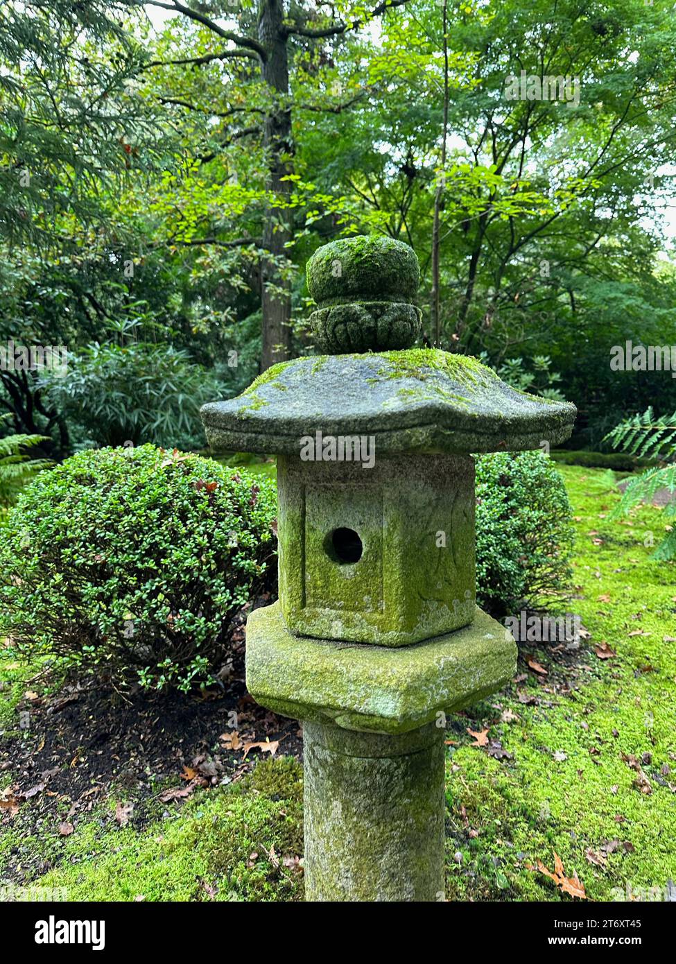 Stone lantern, bright moss and different plants in Japanese garden ...