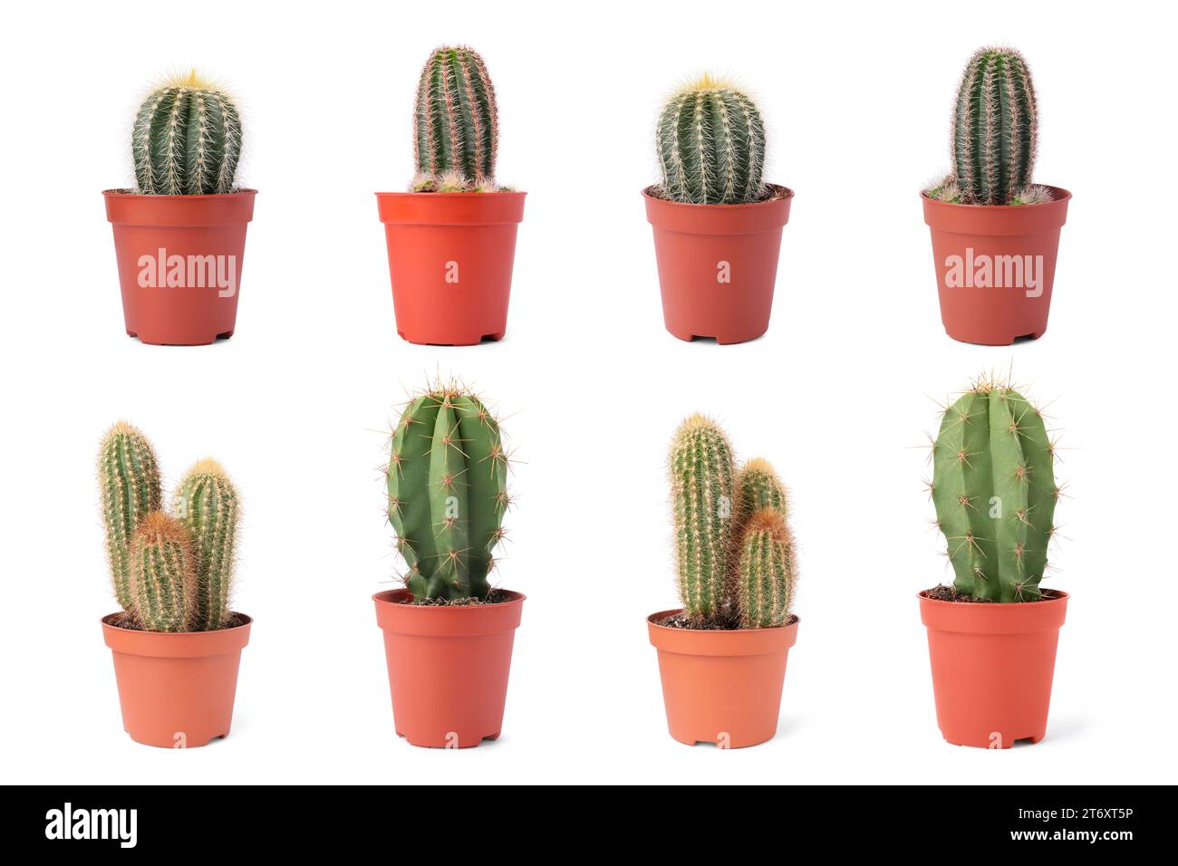 Cacti grow in pots Cut Out Stock Images & Pictures - Alamy