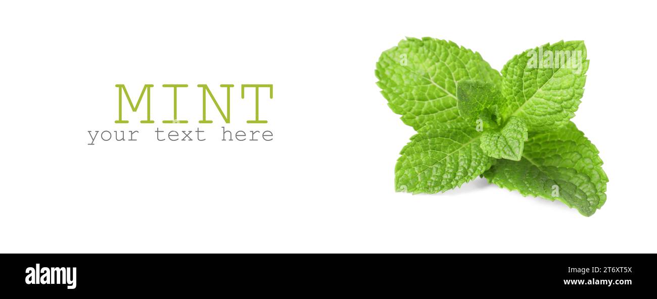 Fresh mint leaves on white background, space for your text. Banner ...