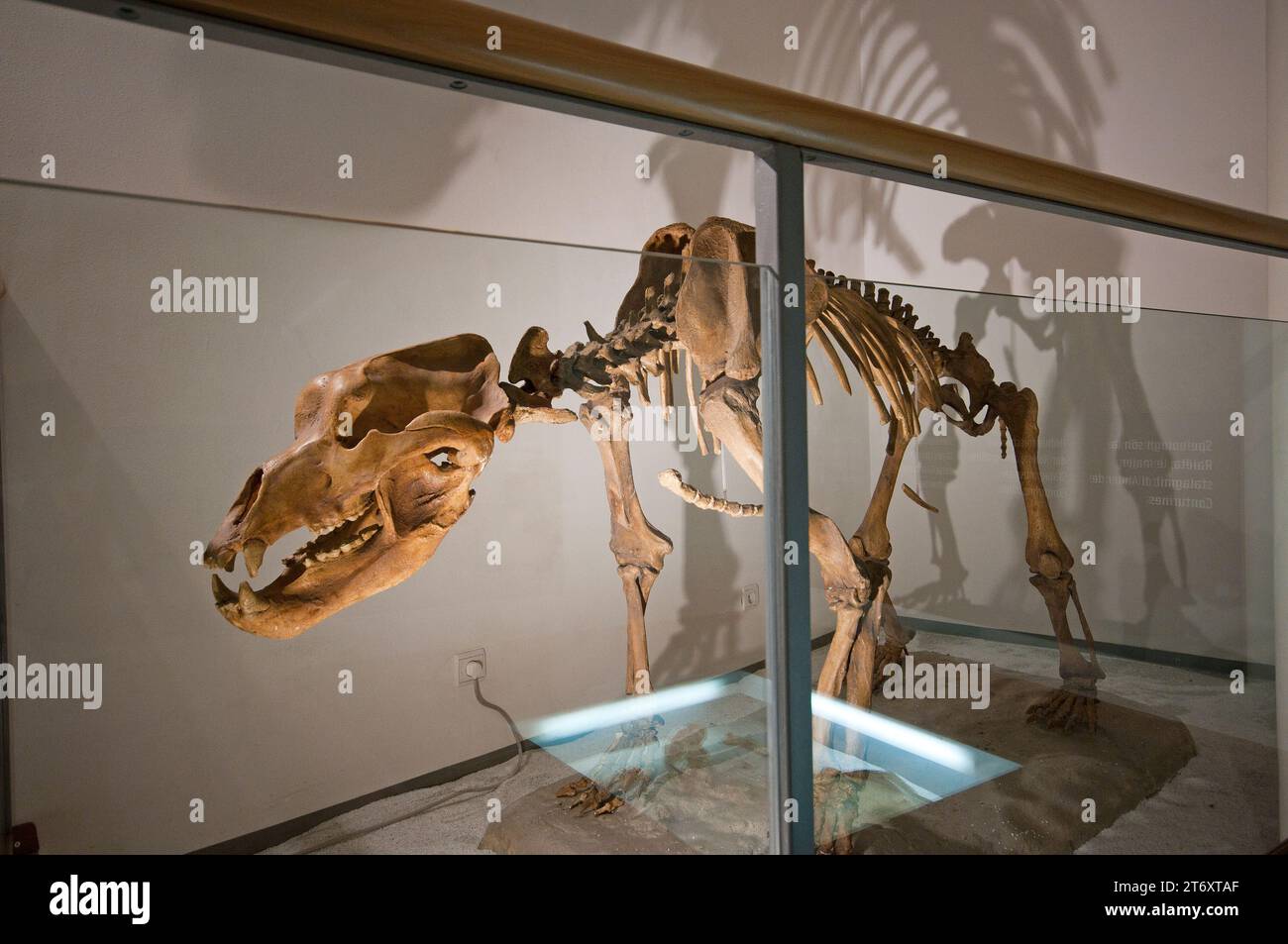 Bear skeleton hi-res stock photography and images - Alamy