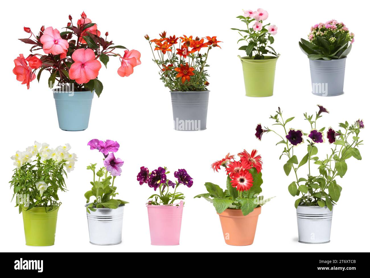 Many flower pots with different plants isolated on white, collection ...