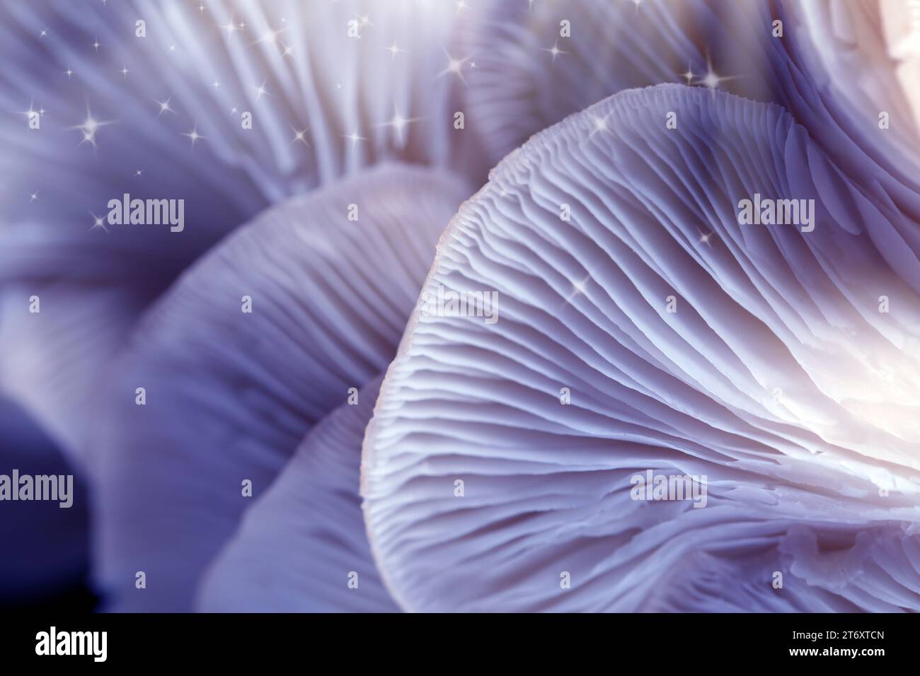 Fresh psilocybin (magic) mushrooms with stars, closeup view. Color ...