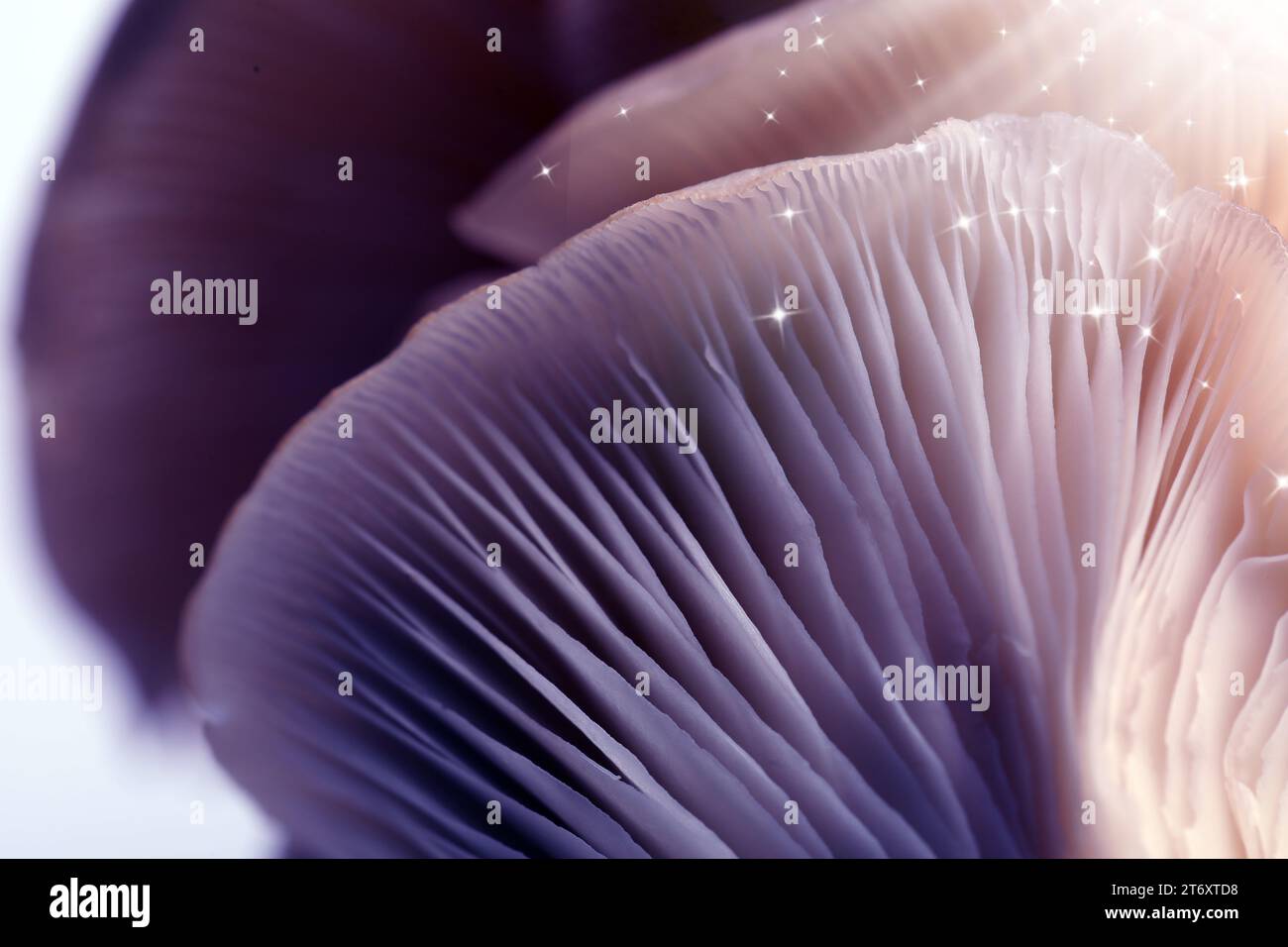 Fresh psilocybin (magic) mushrooms with stars, closeup view. Color ...