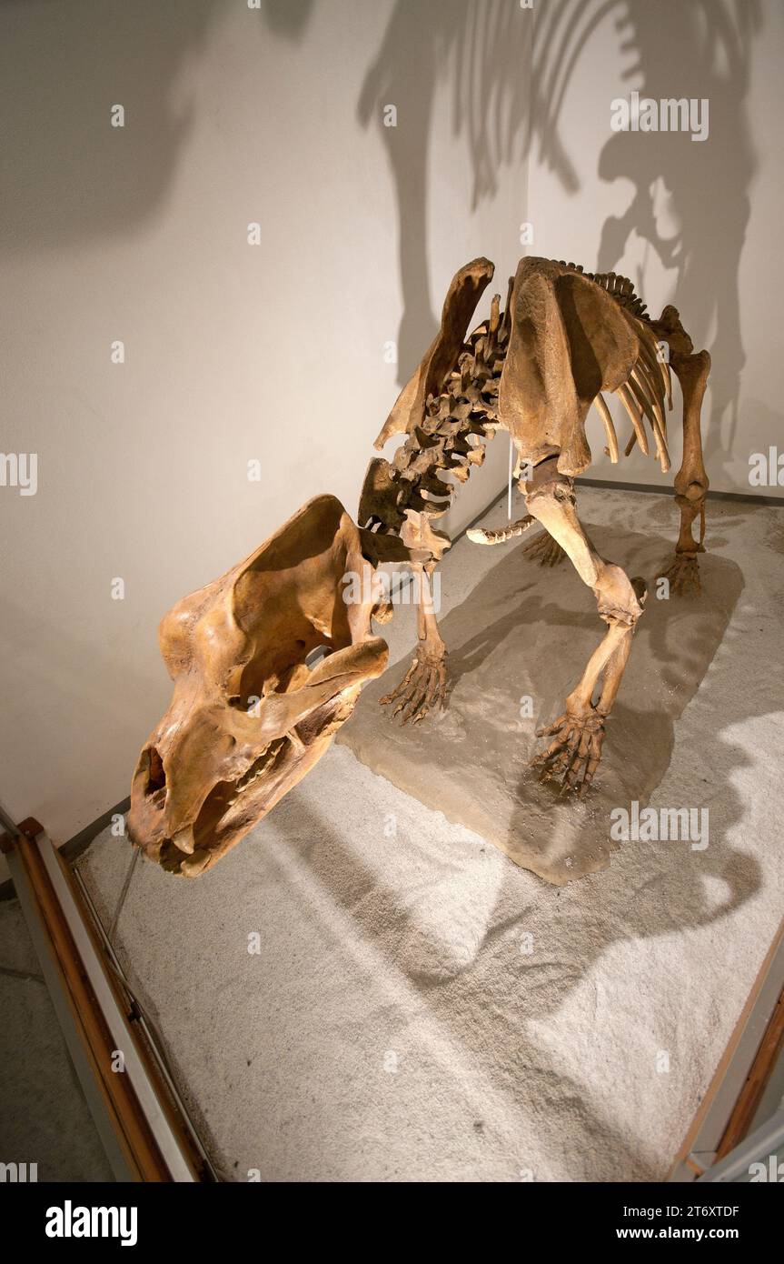 Bear skeleton hi-res stock photography and images - Alamy