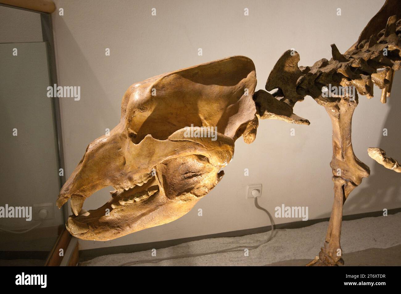 Bear skull hi-res stock photography and images - Alamy