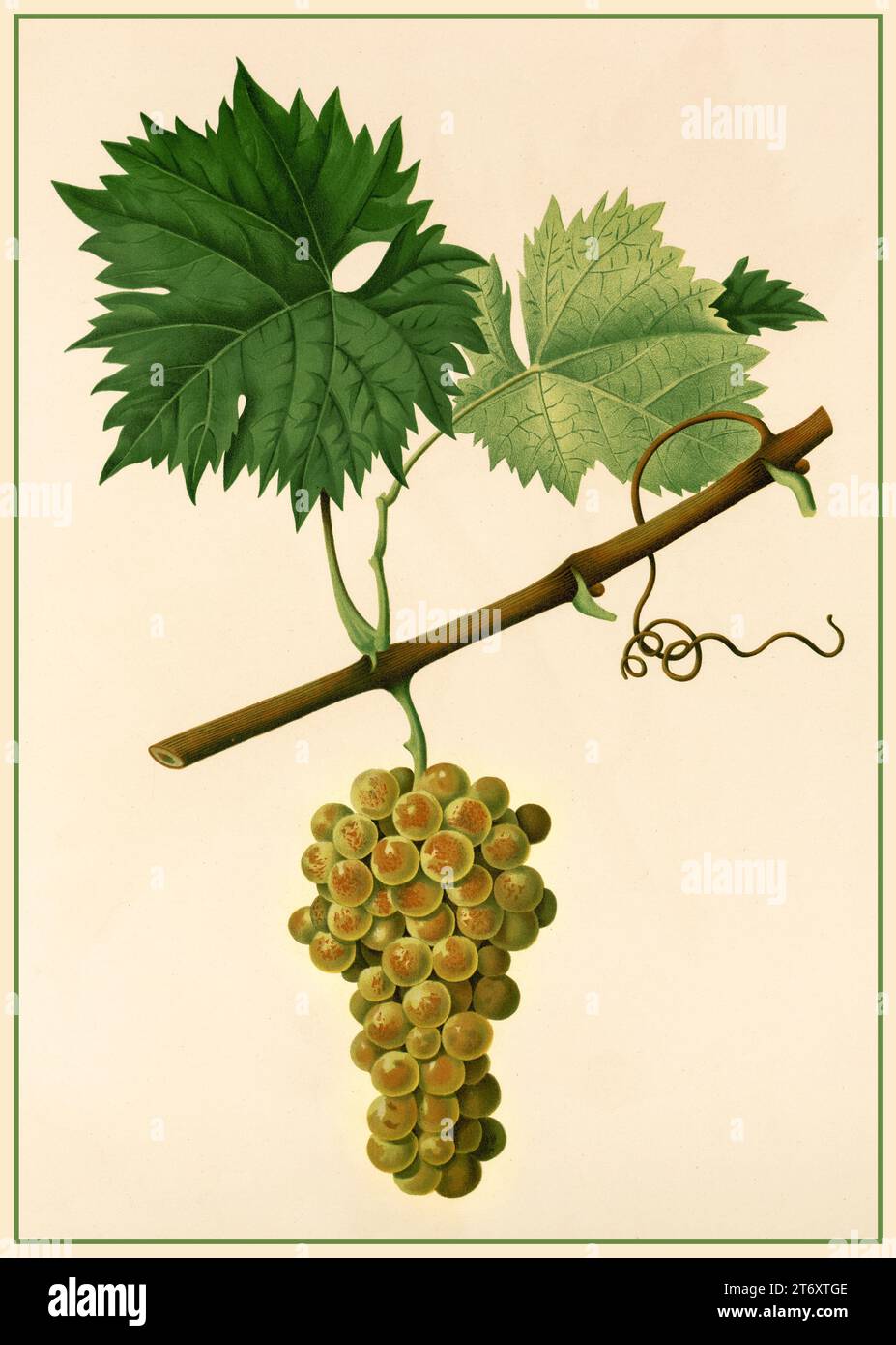 Muscat de Frontignan wine grapes on the vine watercolour 1900s ...