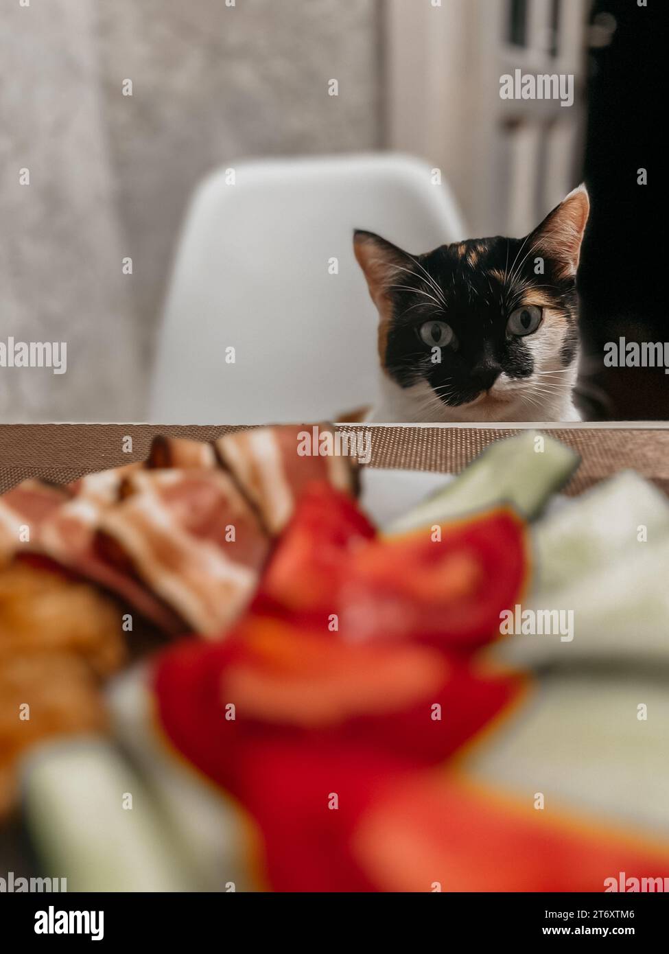 the cat sits at the table and looks at the food Stock Photo - Alamy