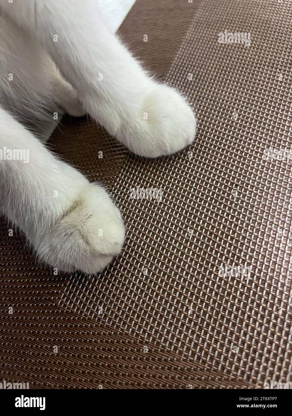 White cat paws hi-res stock photography and images - Alamy
