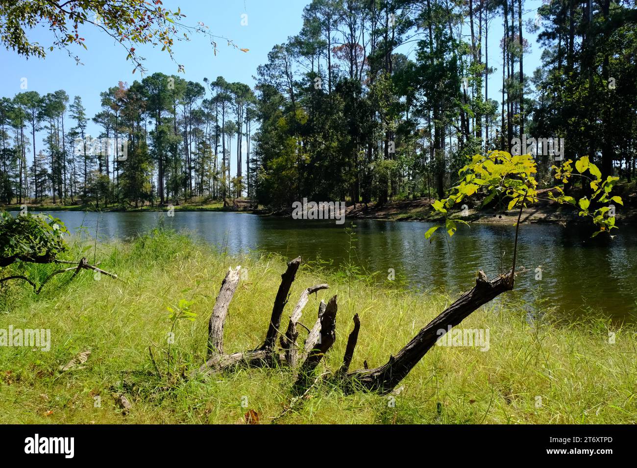 This is a photograph from North Toledo Bend State Park in Zwolle ...