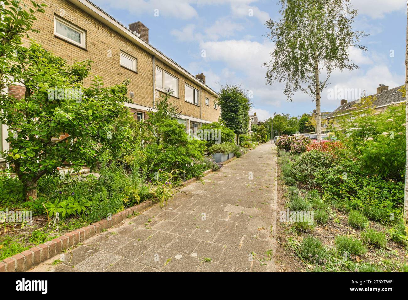 a street with houses in the background and lots of plants growing on ...