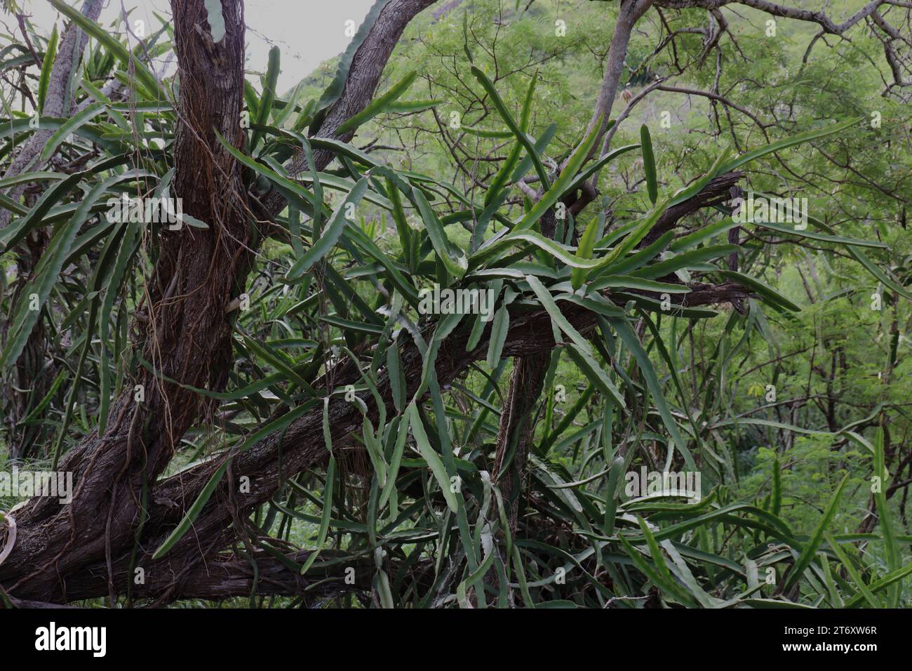 Close up of Dragon Fruit cacti growing over and attached to the trunk ...