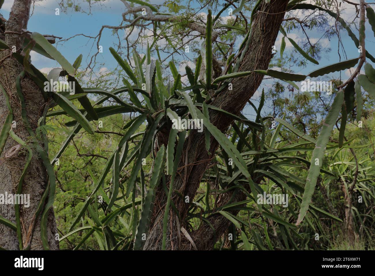 Close up of Dragon Fruit cacti growing over and attached to the trunk ...