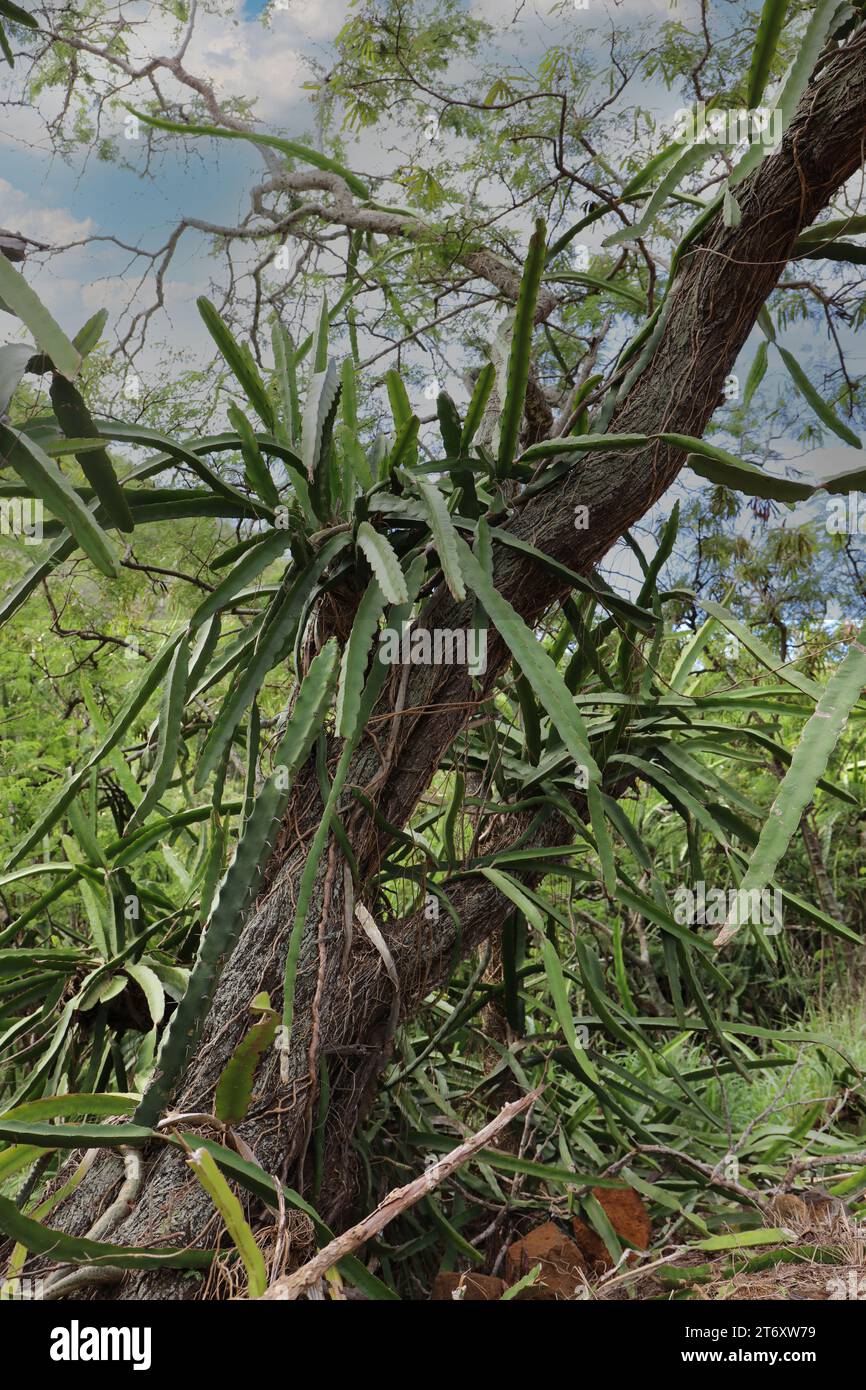 Piataya hi-res stock photography and images - Alamy