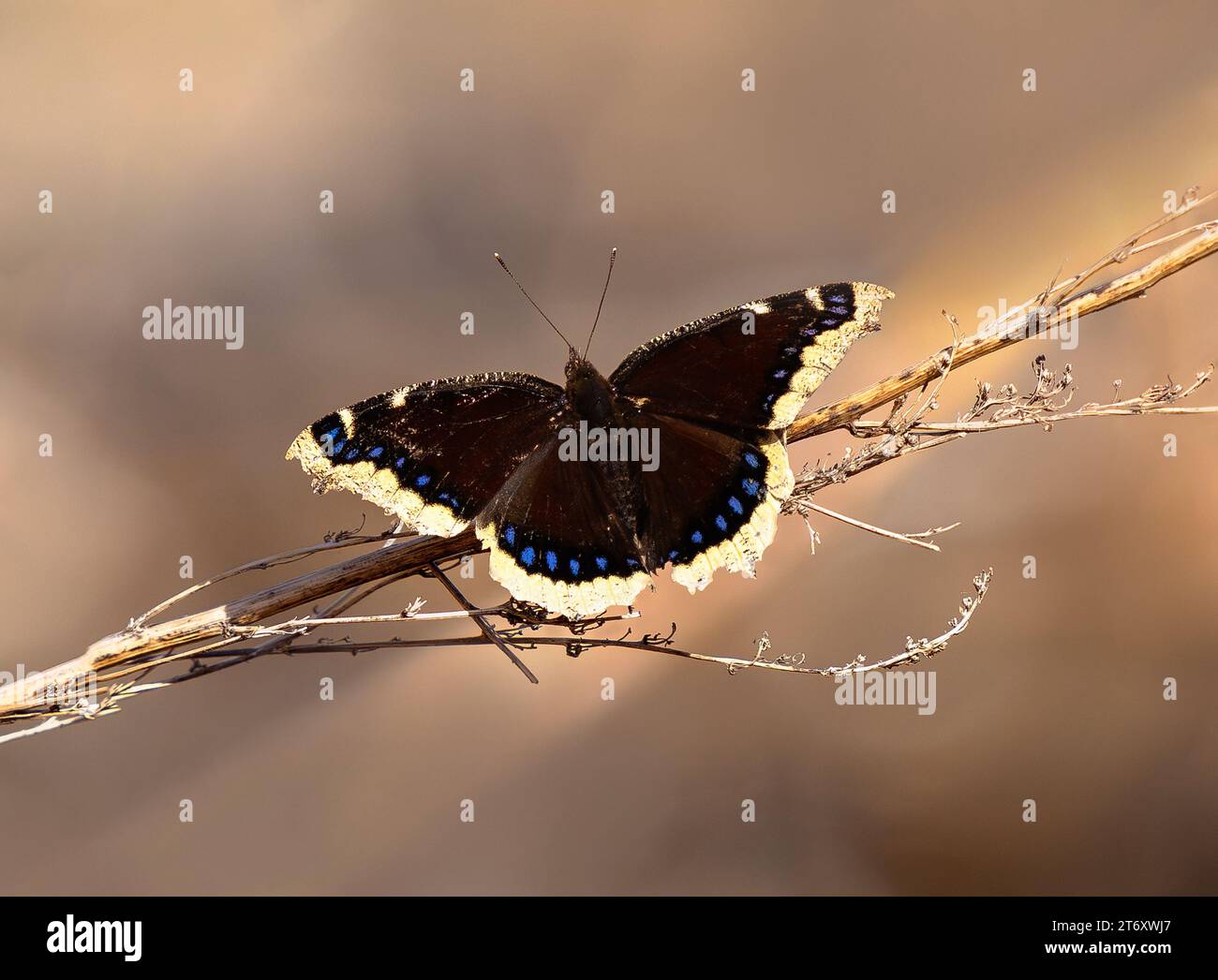 A Mourning Cloak butterfly with wide open wings resting atop delicate ...