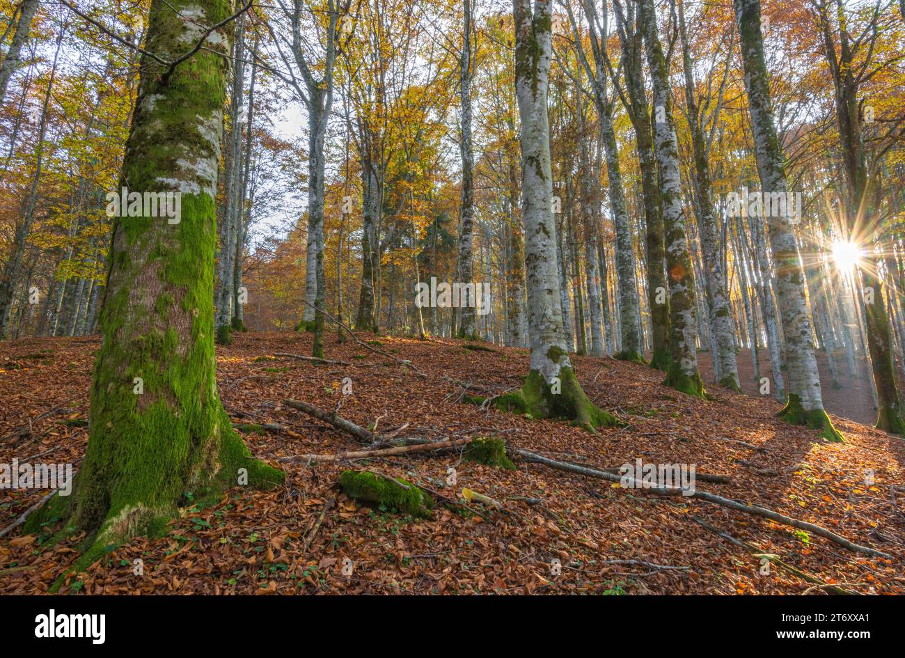 Sun setting with sunlight and sunrays filtering through beech forest ...
