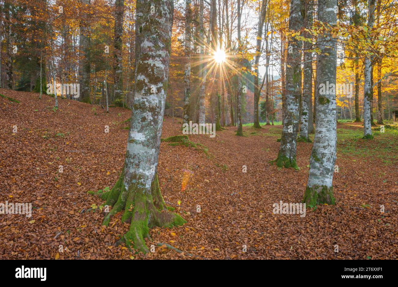 Sunlight filtering through autumnal canopy in a magical birch tree ...