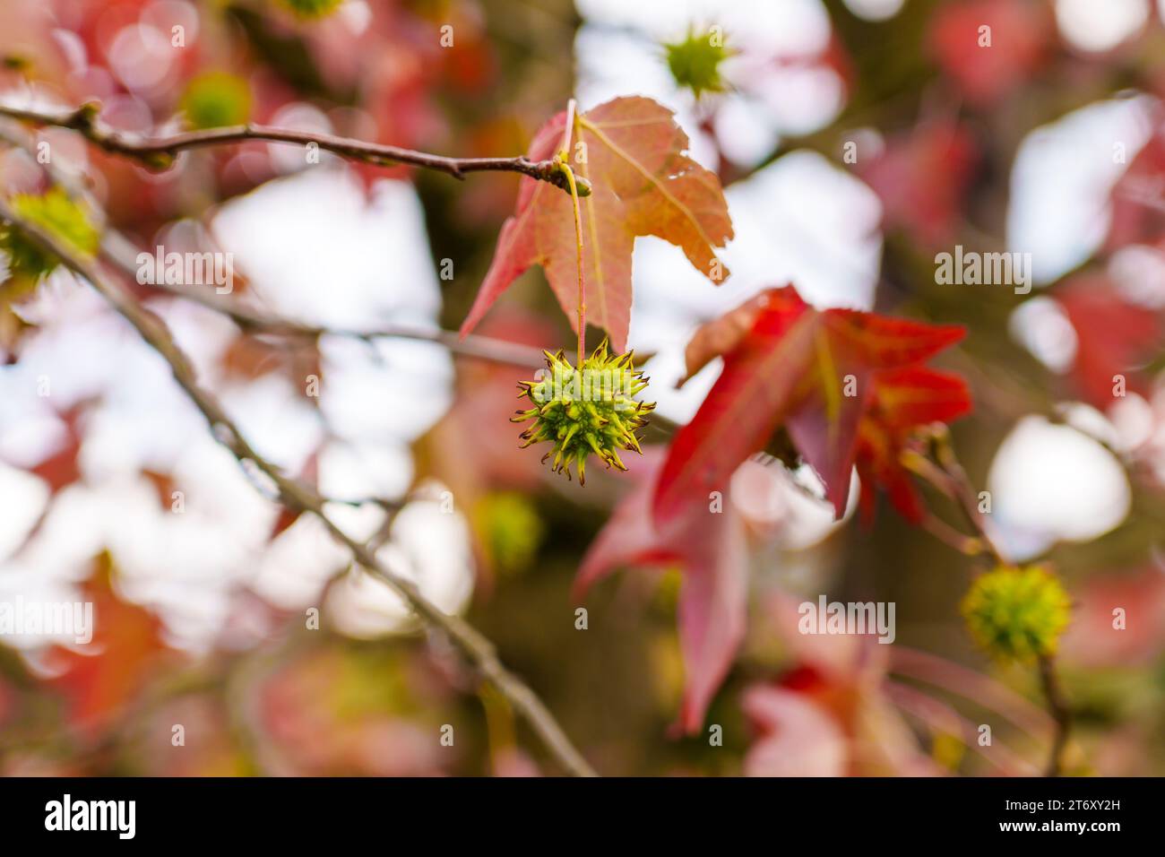Sweetgum gumball fruits hi-res stock photography and images - Alamy