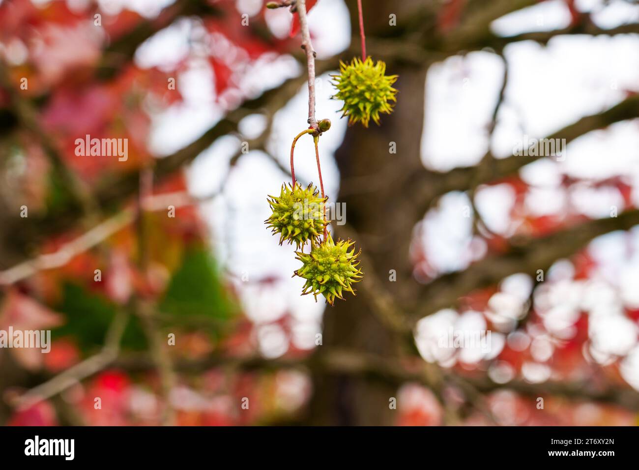 Colorful red leaves and green spiked fruits of Liquidambar styraciflua ...
