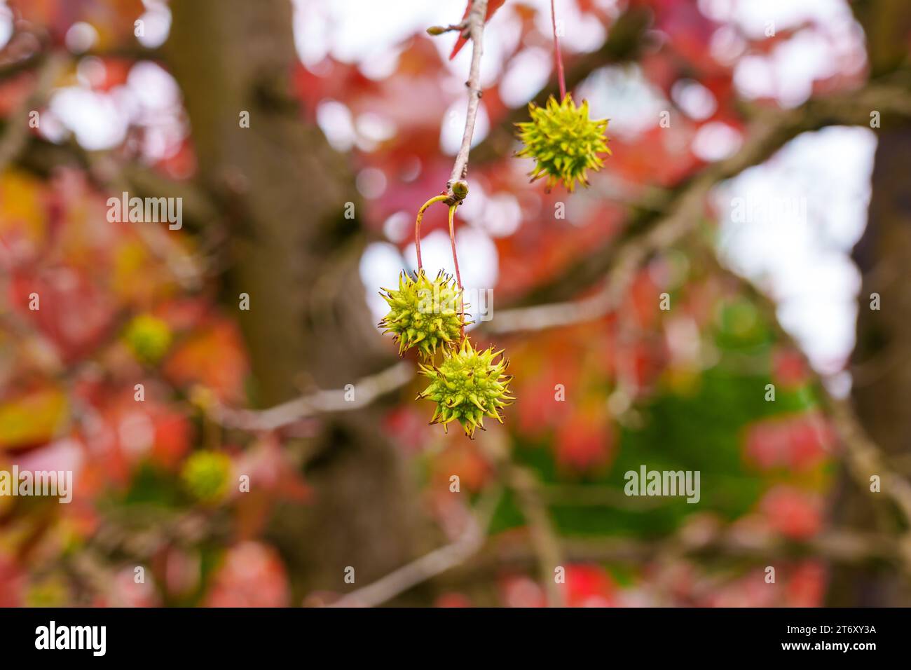 Sweetgum gumball fruits hi-res stock photography and images - Alamy