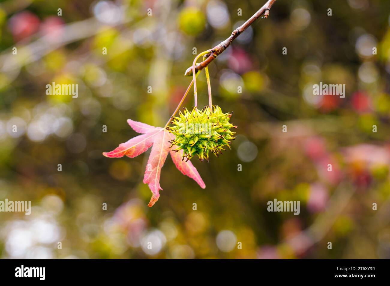 Sweetgum gumball fruits hi-res stock photography and images - Alamy