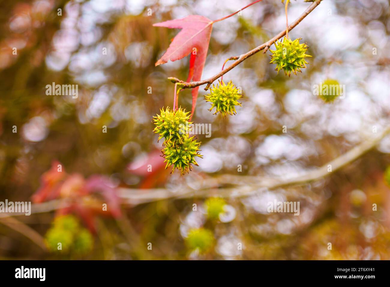 Colorful red leaves and green spiked fruits of Liquidambar styraciflua tree. American sweetgum ...