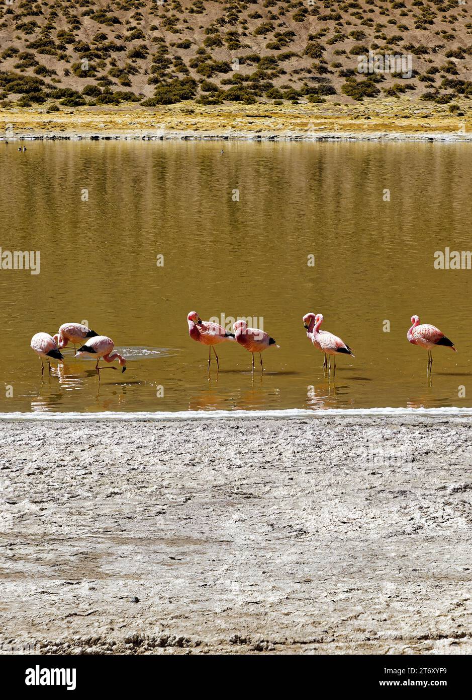 Flamingo, typical bird of the Atacama Desert - San Pedro de Atacama ...