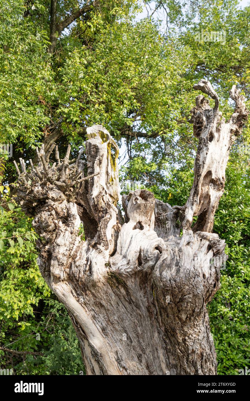Detail of the trunk of an old dead tree Stock Photo - Alamy