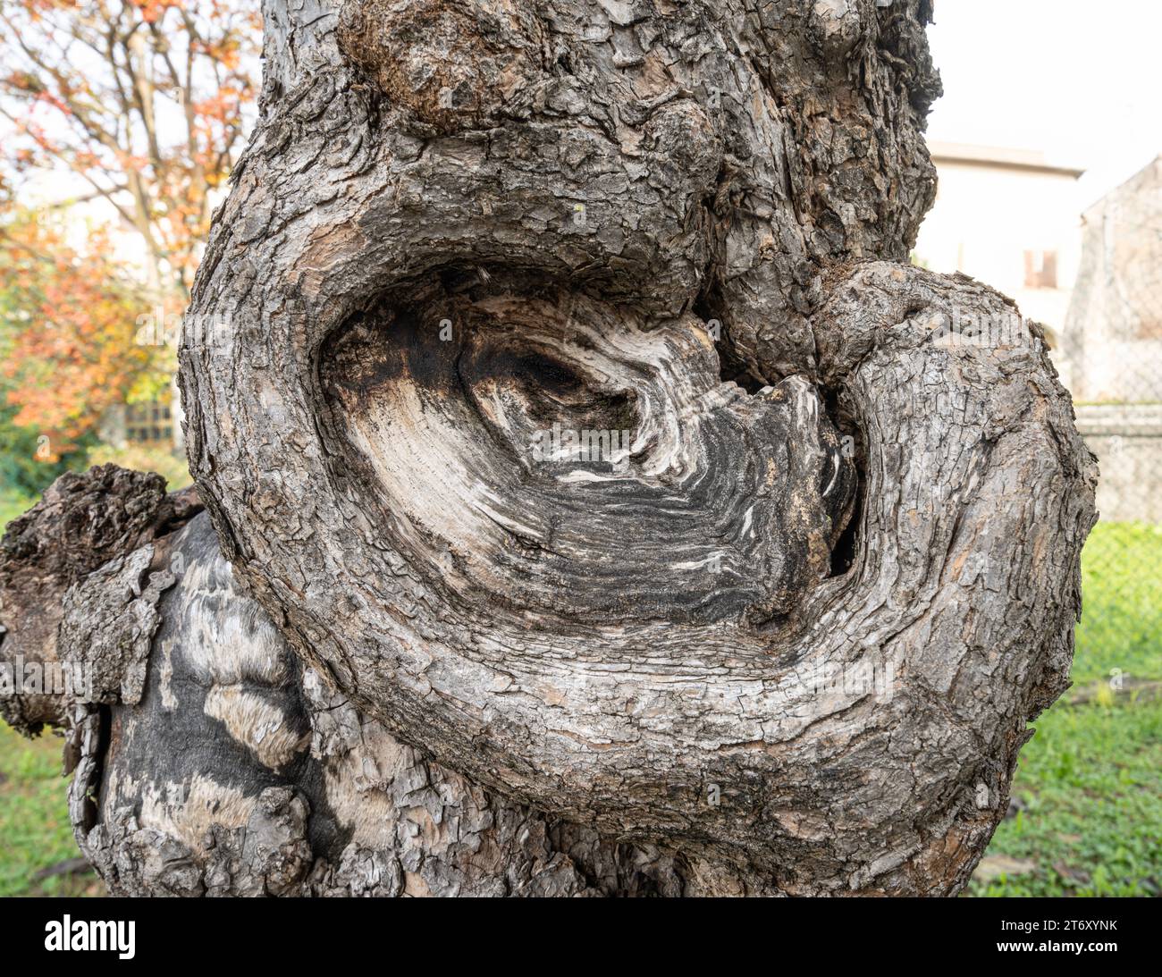Detail of the twisted bark of an old tree Stock Photo - Alamy