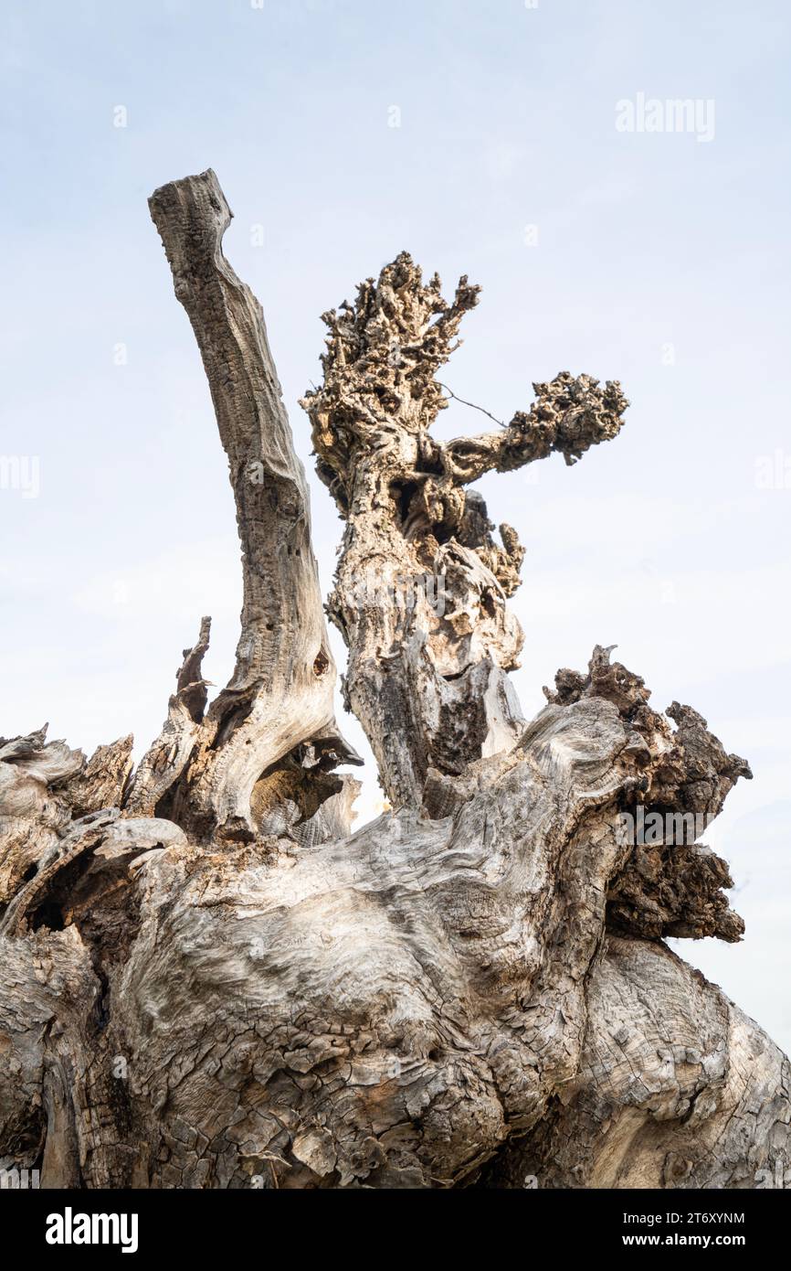 Old dead tree hi-res stock photography and images - Alamy