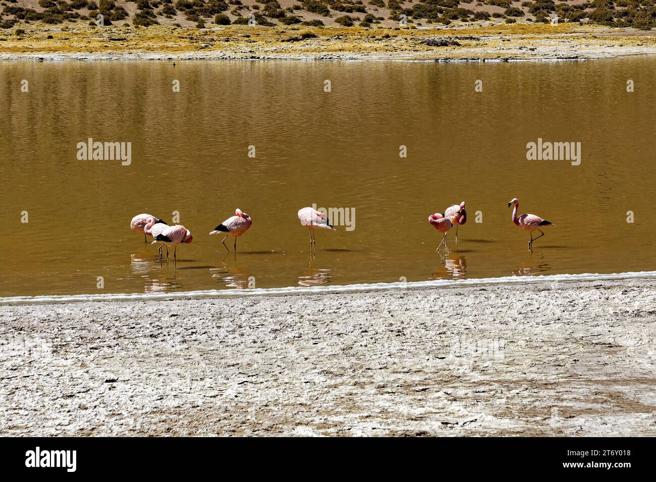 Flamingo, typical bird of the Atacama Desert - San Pedro de Atacama ...