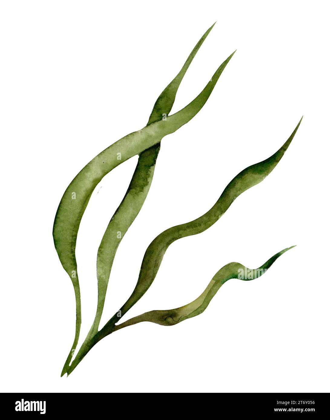 Watercolor illustration of underwater green Seaweed. Drawing of ...