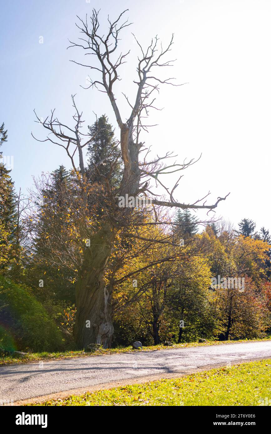 Dying oak tree in hi-res stock photography and images - Alamy