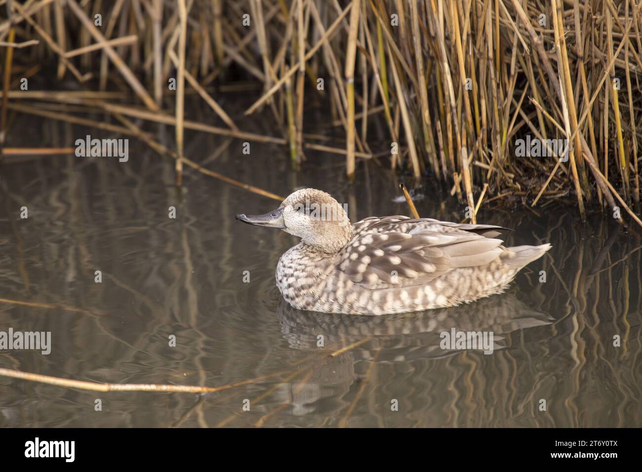 Description: The Marbled Teal is a small, diving duck native to the ...
