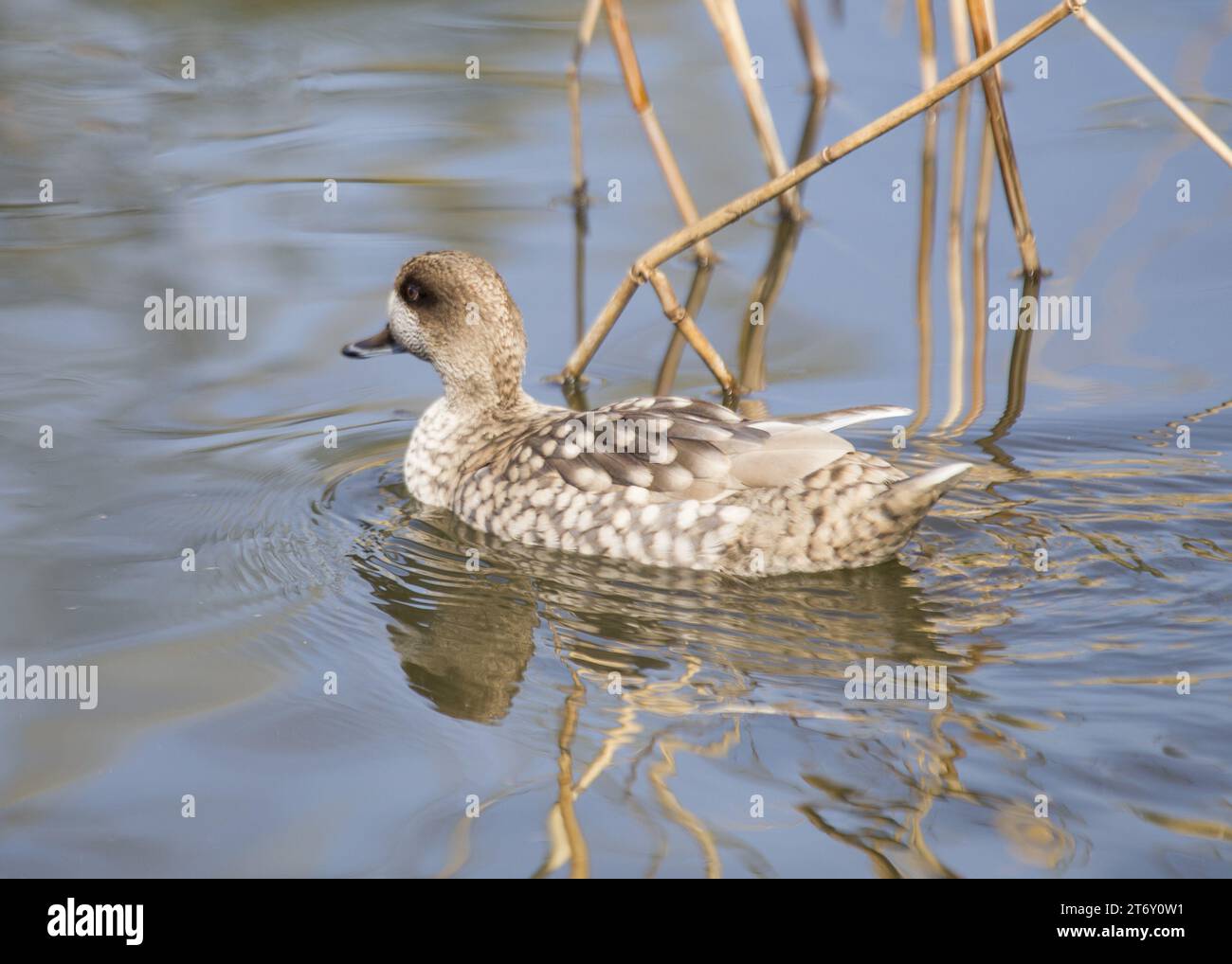 Description: The Marbled Teal is a small, diving duck native to the Mediterranean region and ...