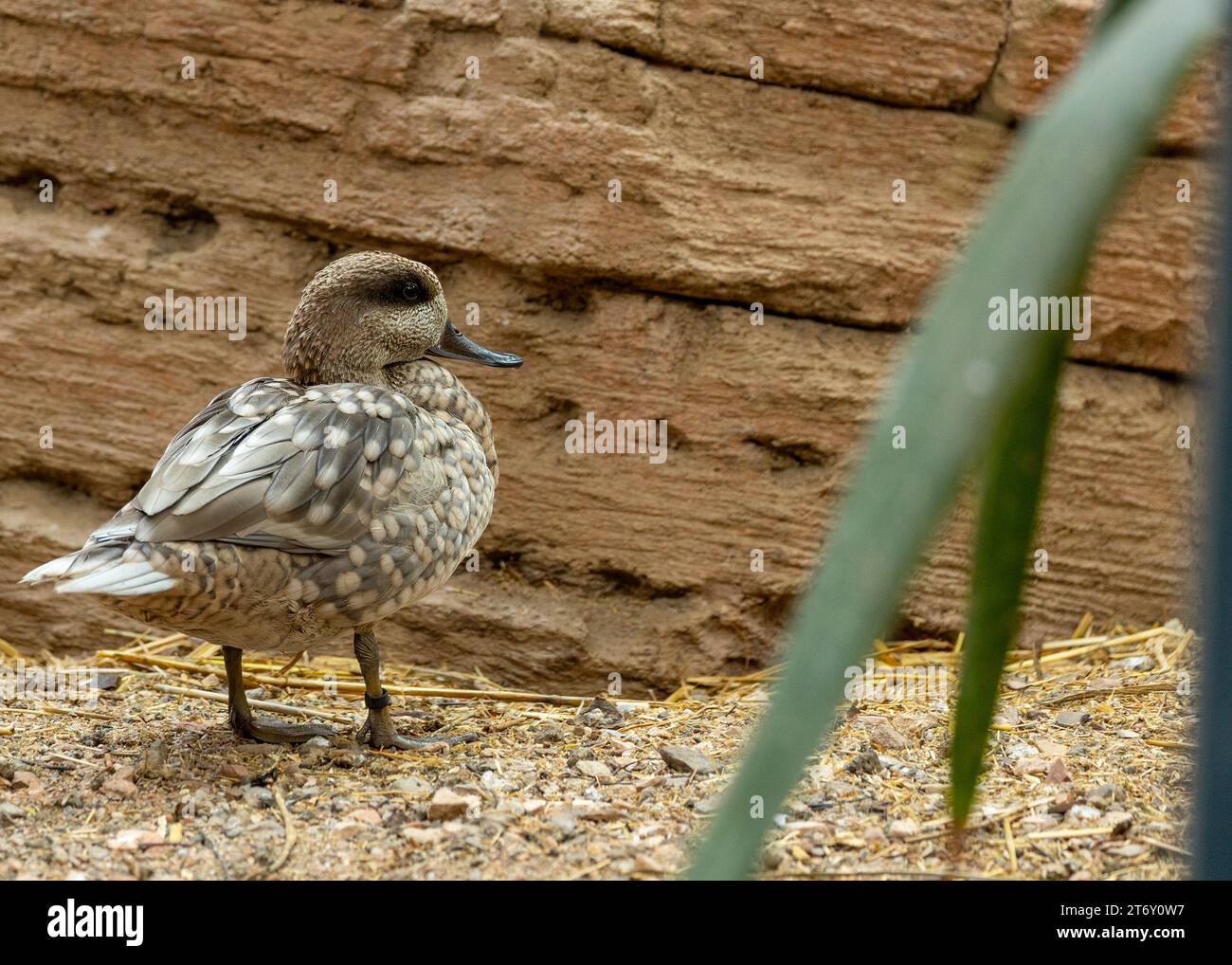 Description: The Marbled Teal is a small, diving duck native to the ...