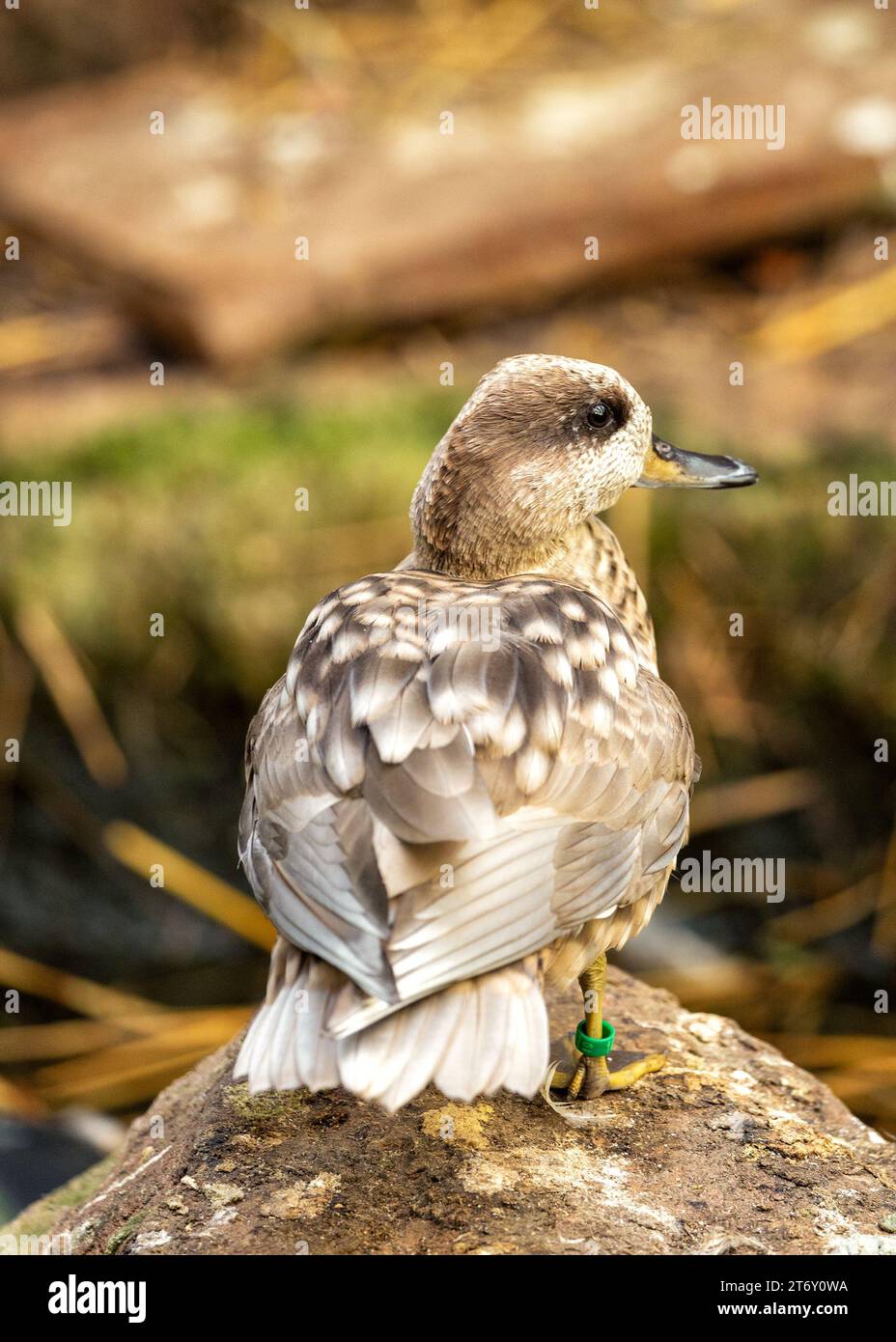 Description: The Marbled Teal is a small, diving duck native to the ...