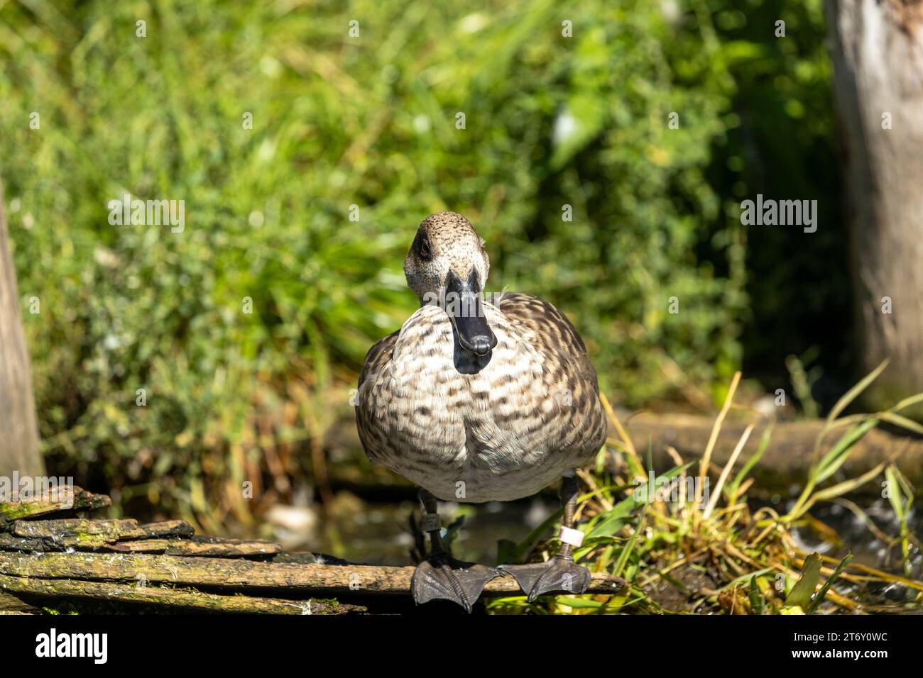 Description: The Marbled Teal is a small, diving duck native to the ...