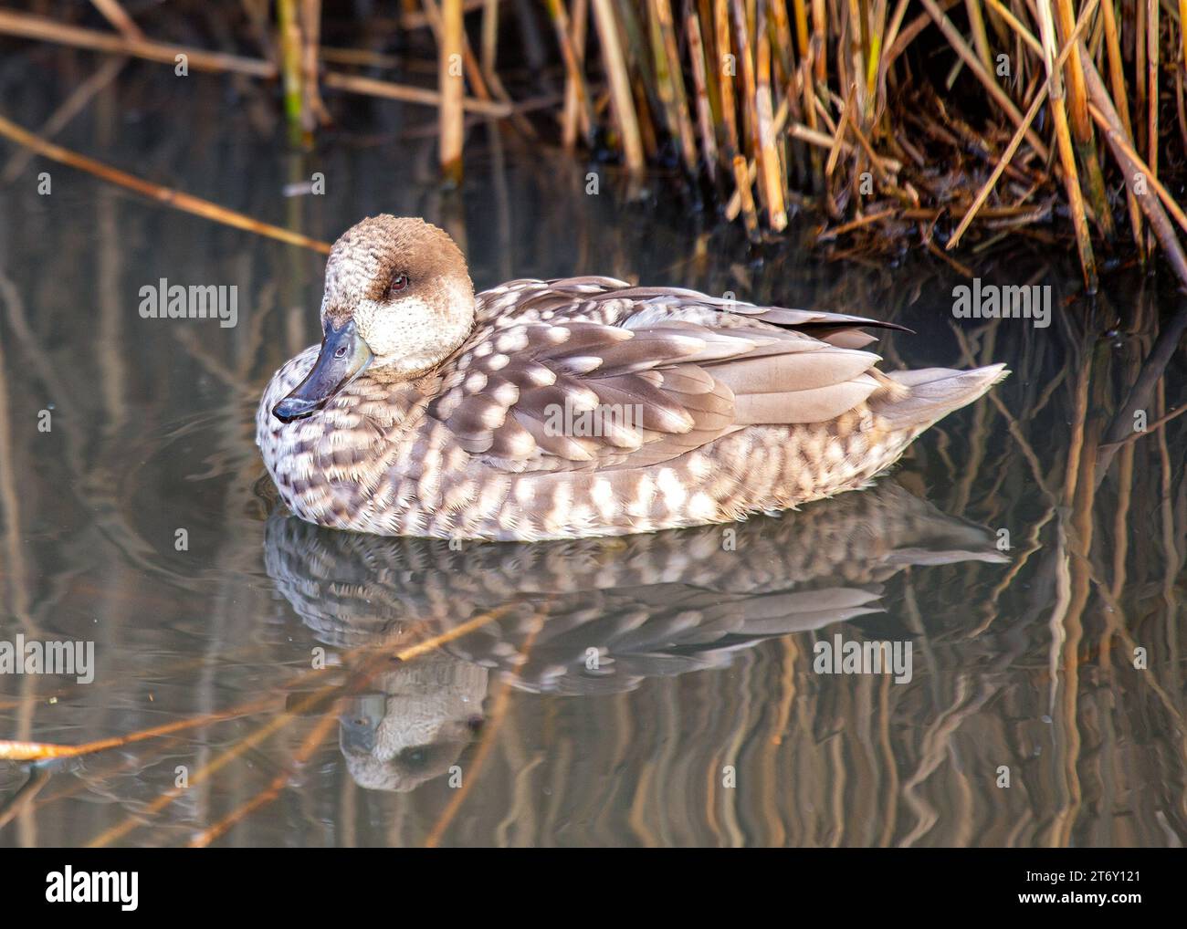 Description: The Marbled Teal is a small, diving duck native to the ...