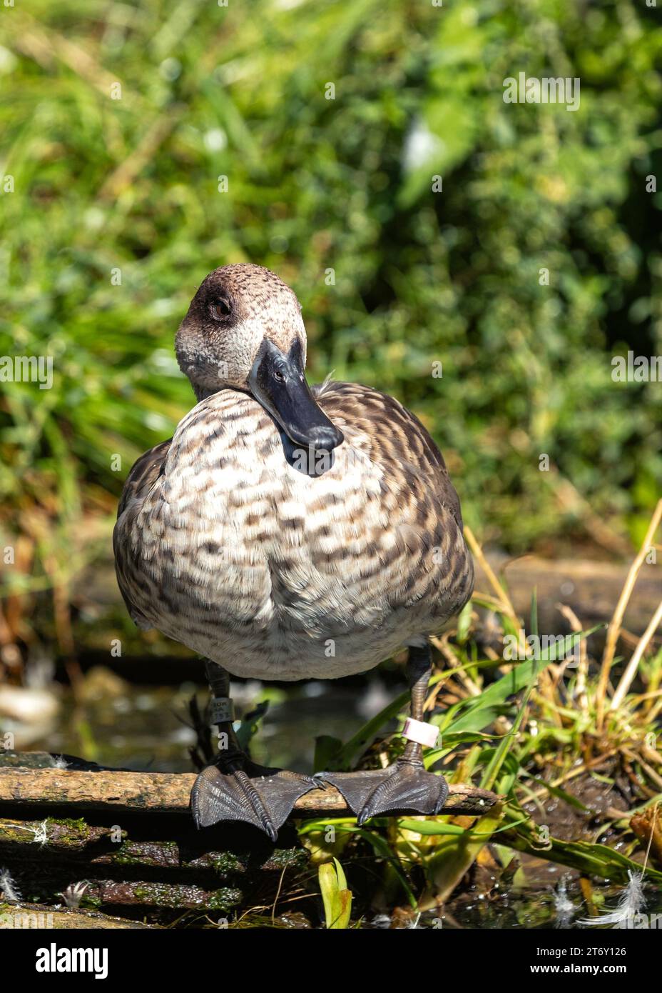 Description: The Marbled Teal is a small, diving duck native to the ...