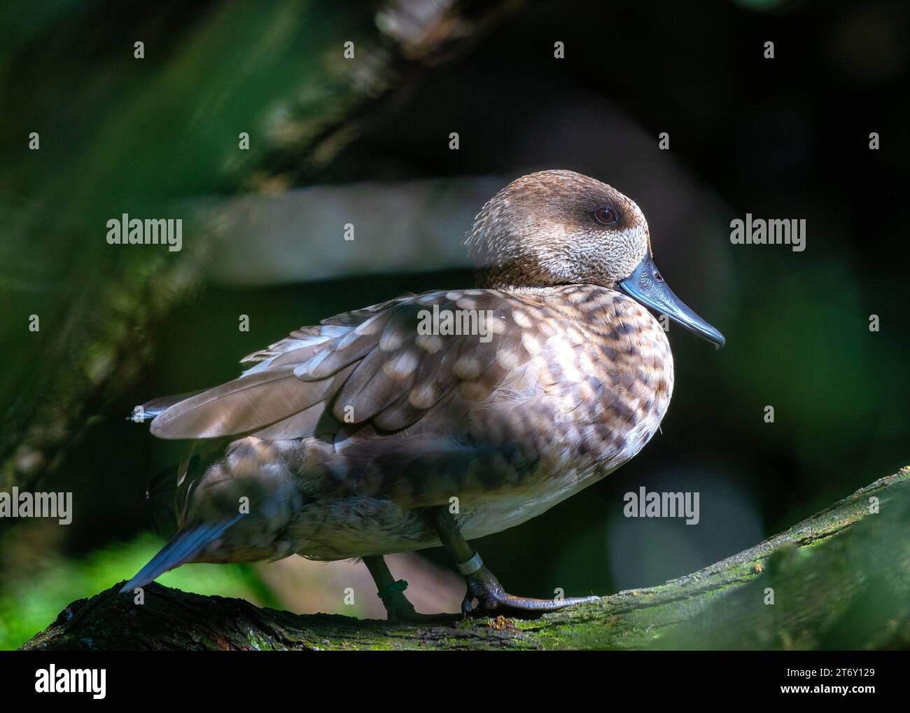 Description: The Marbled Teal is a small, diving duck native to the ...
