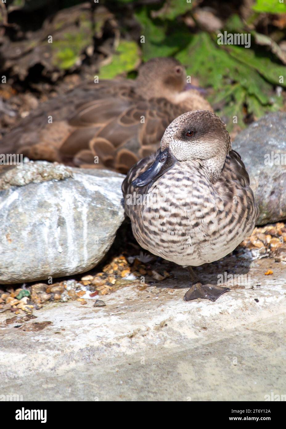 Description: The Marbled Teal is a small, diving duck native to the ...