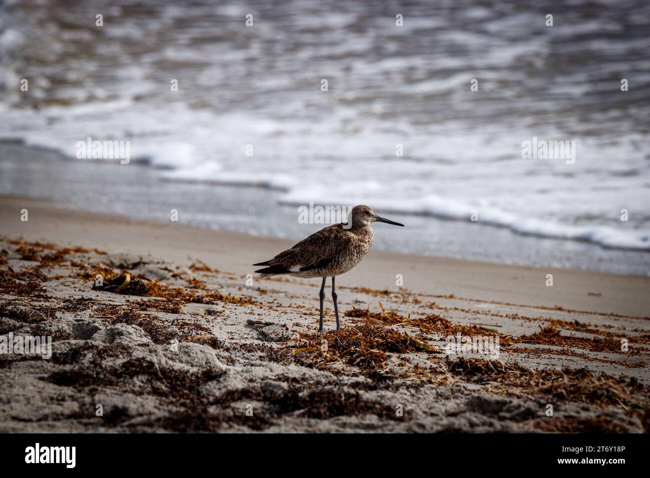 Bird standing seaside on Cocoa Beach in Florida Stock Photo - Alamy