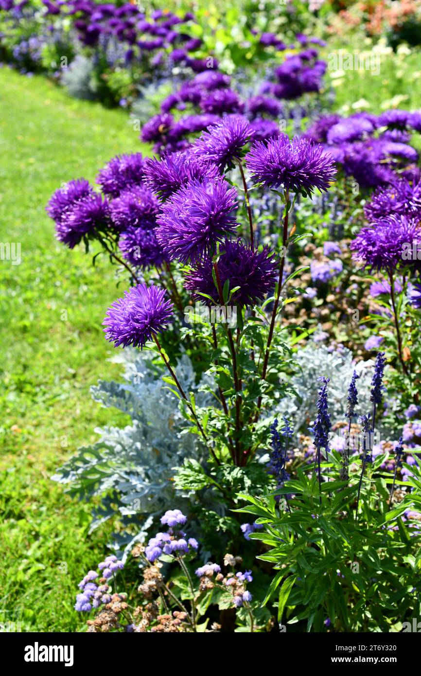 Annual asters hi-res stock photography and images - Alamy