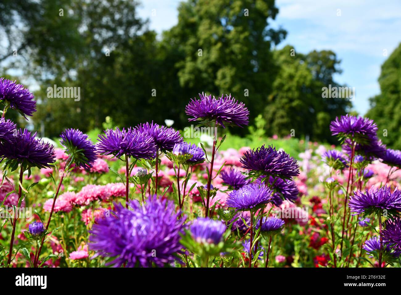 Summer asters hi-res stock photography and images - Alamy